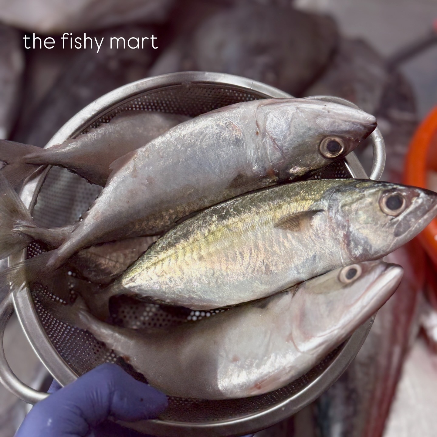The Fishy Mart | Fresh Fish Delivery Mumbai